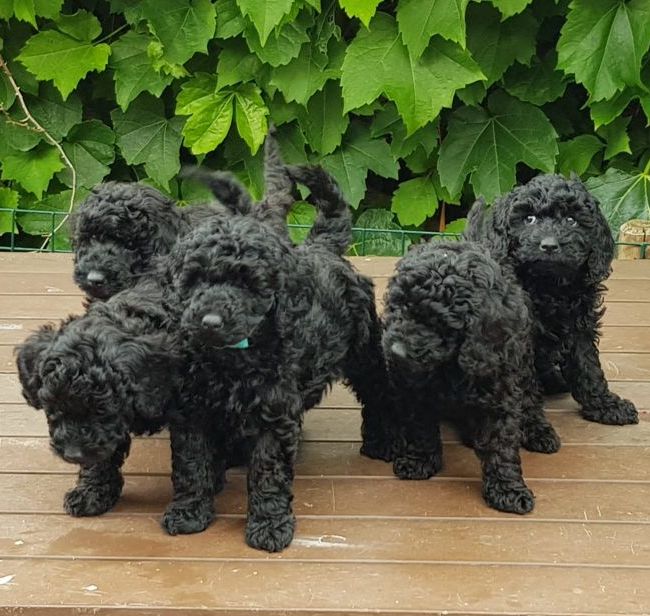 Welkom bij de Nederlandse Poedelclub - Nederlandse Poedel Club (NPC)